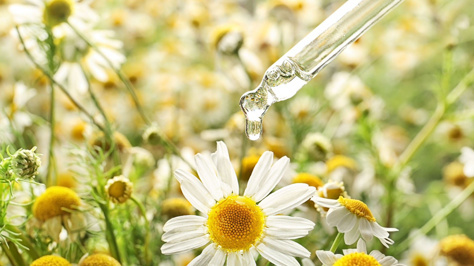 Flower Essences – Ayurveda Woman